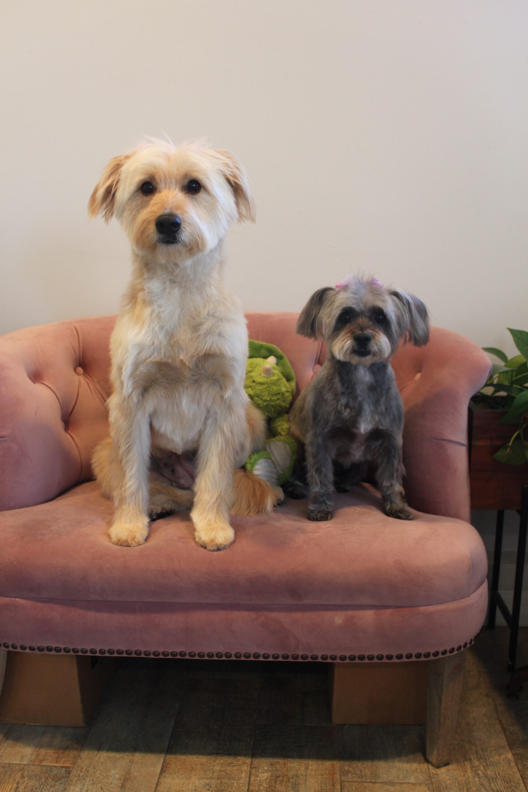 We are not providing mobile grooming services.